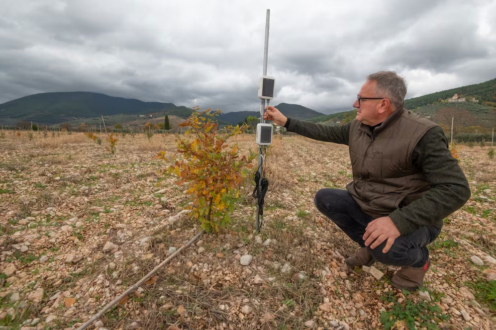 Global truffle mania puts Italy’s Umbria region at the centre of a ...